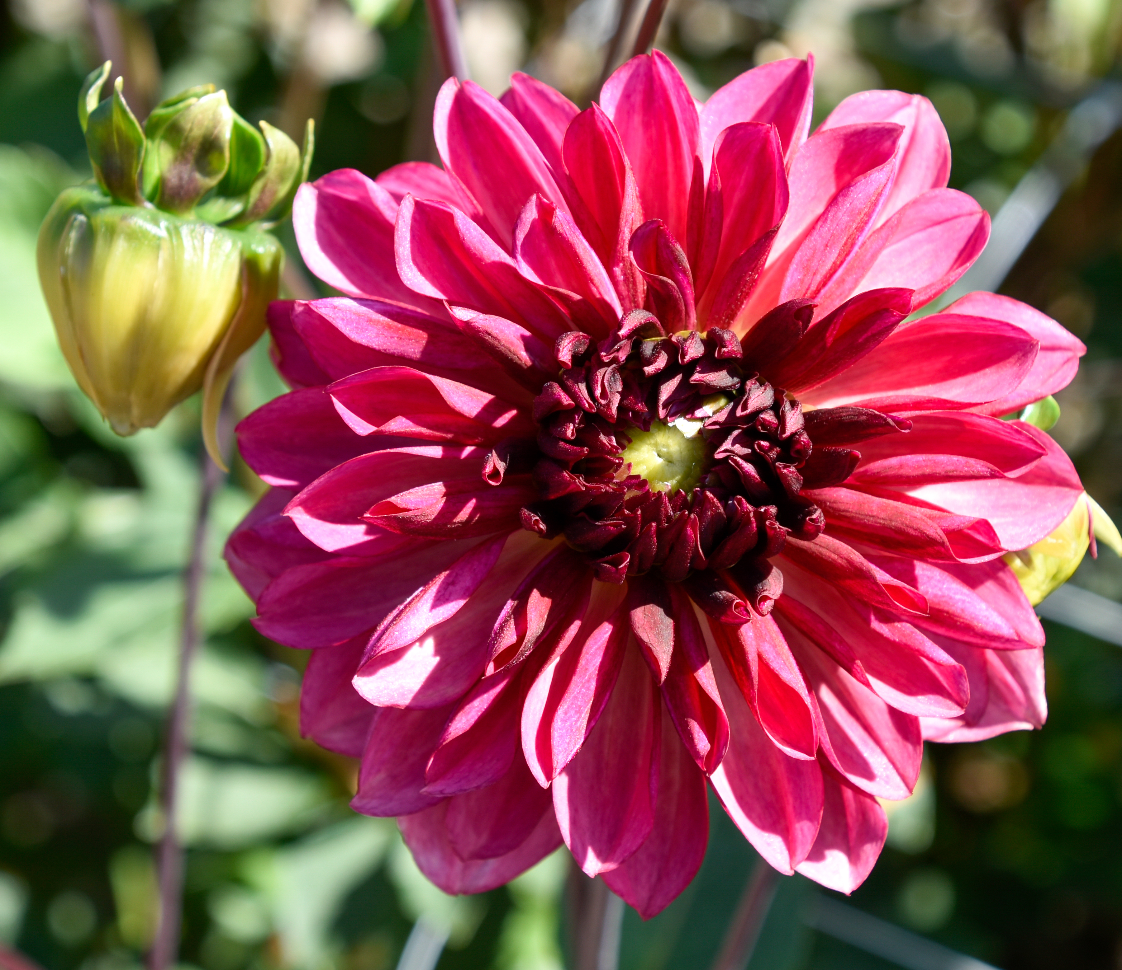 Dekorative, strahlende Dahlie "Bacardi" Dahlienfee