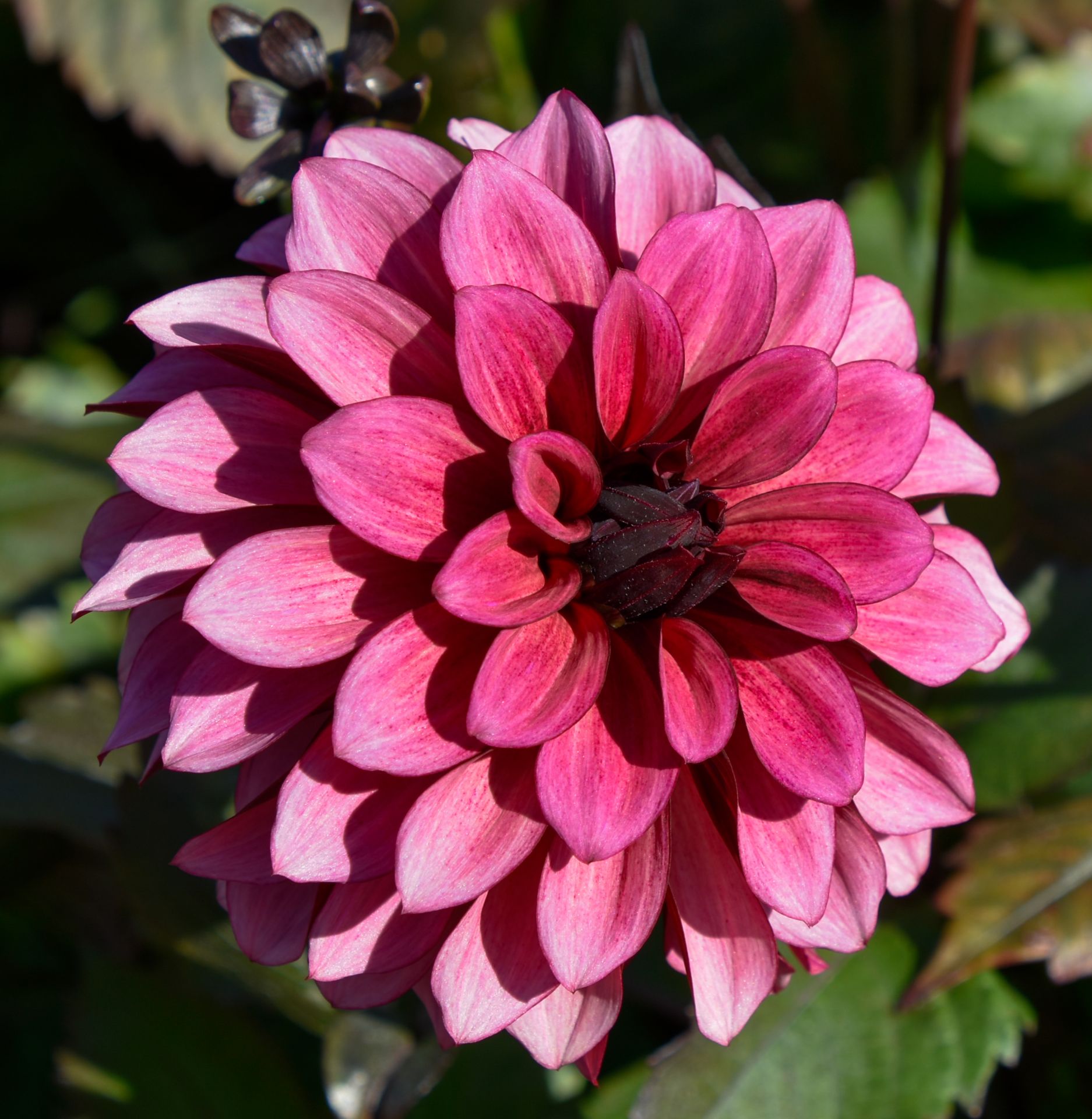 Dekorative Dahlie "Night Silence" Dahlienfee