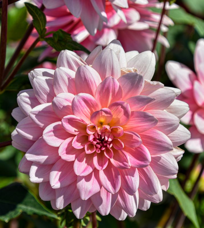 Seerosen-Dahlie "Gerrie Hoek" Dahlienfee