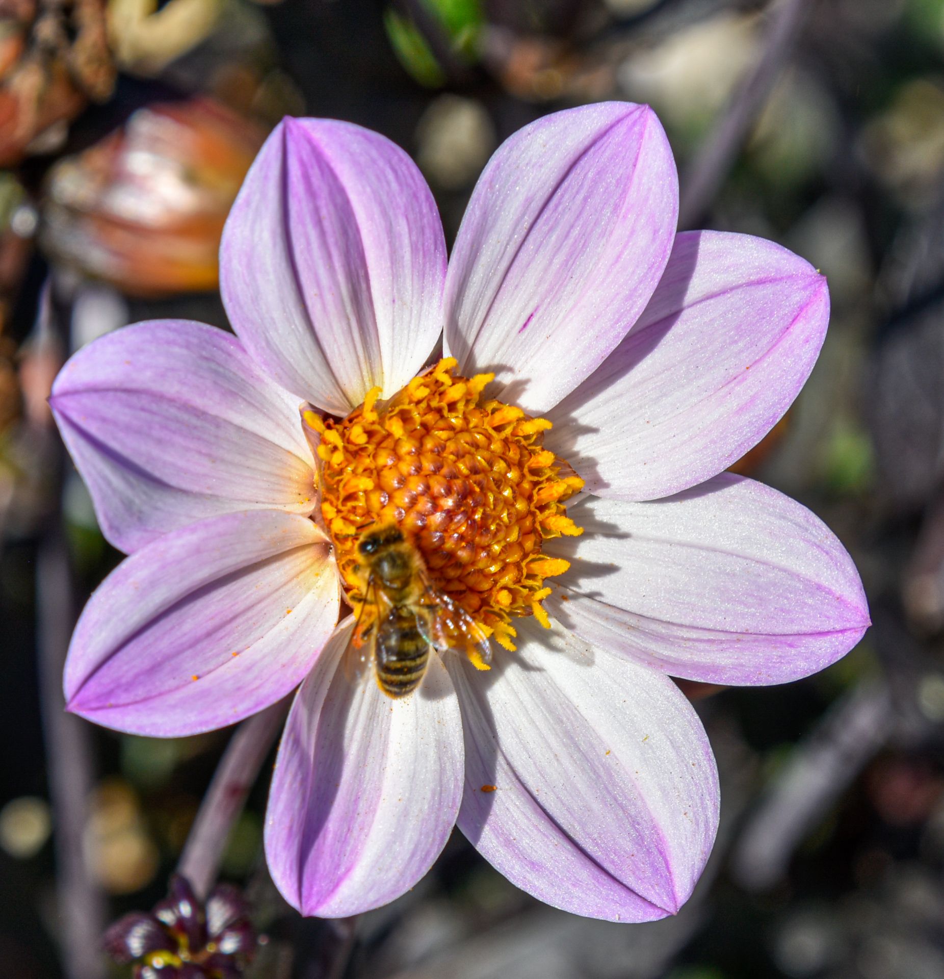 Einfachblütige Dahlie "Hs Princess" Dahlienfee