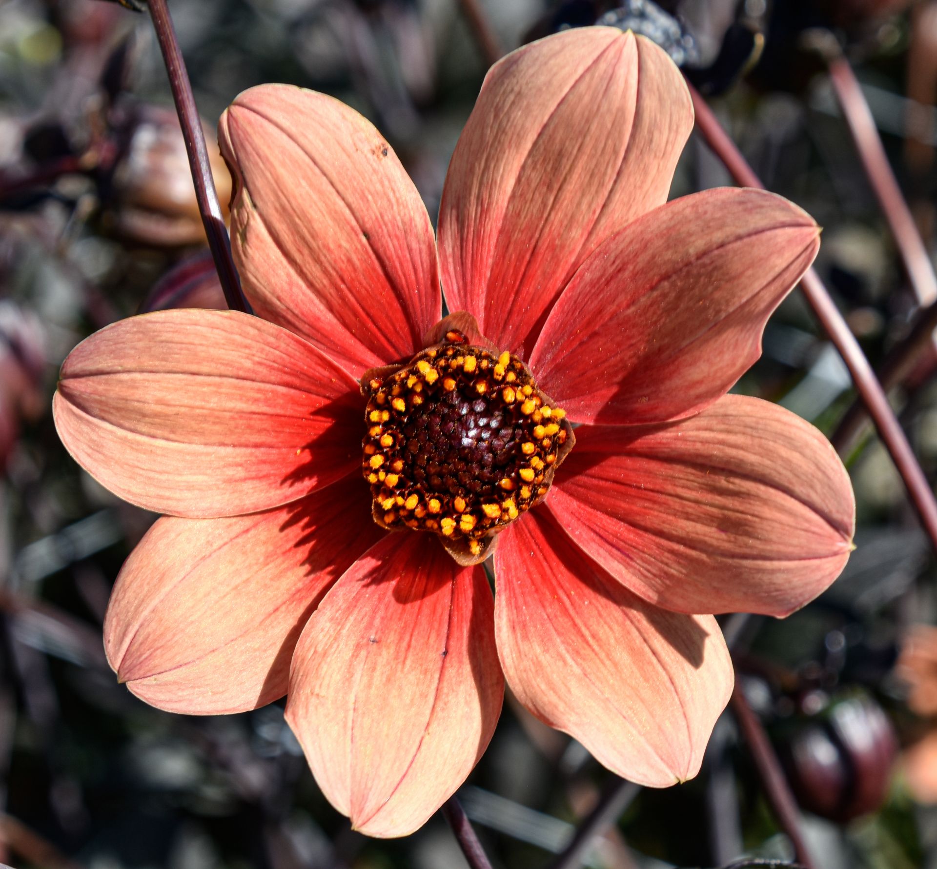 Einfachblütige Dahlien kaufen Dahlienfee