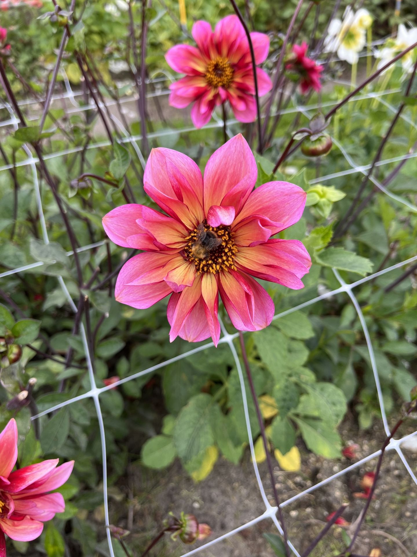 Anemonen-Dahlie "Princess Nadine" Dahlienfee