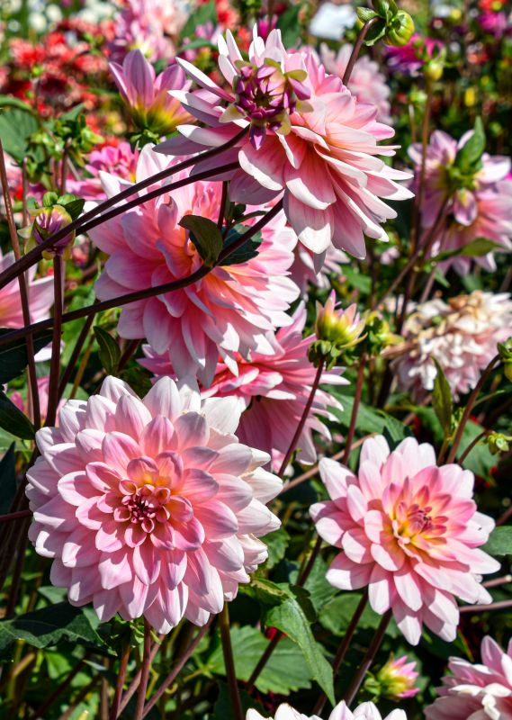 Seerosen-Dahlie "Gerrie Hoek" Dahlienfee