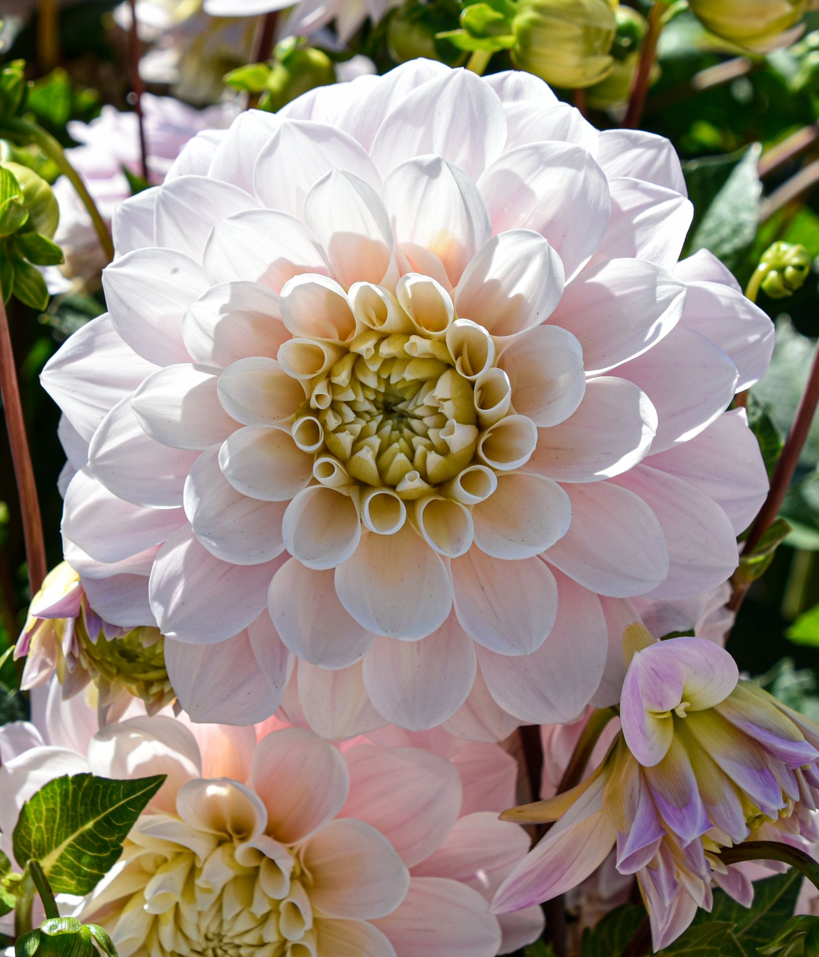 Dekorative Dahlie "Sweet Nathalie" Dahlienfee